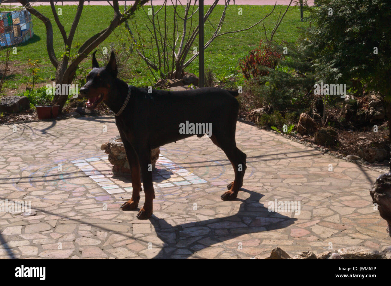Doberman posing proudly Stock Photo - Alamy