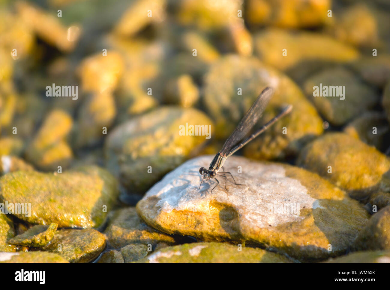 Big flat rock river hi-res stock photography and images - Alamy