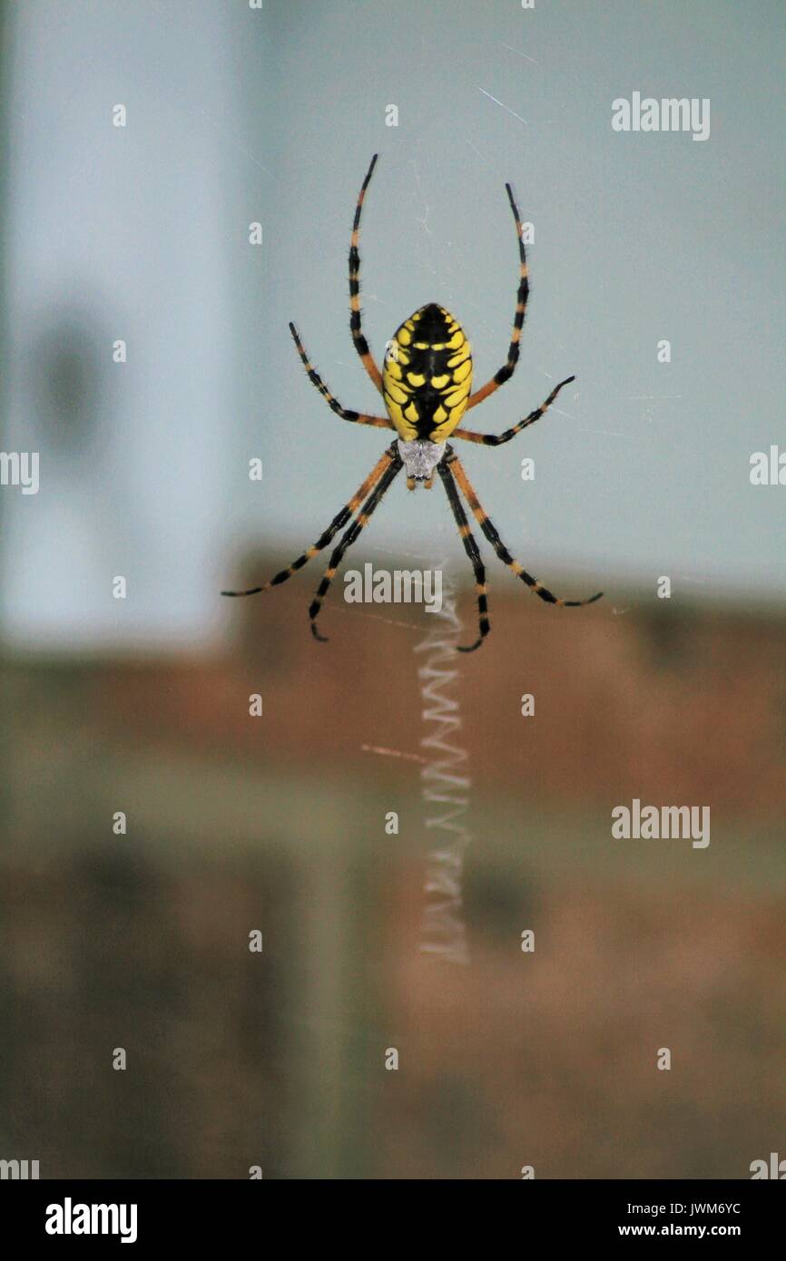 Big white spider hi-res stock photography and images - Alamy