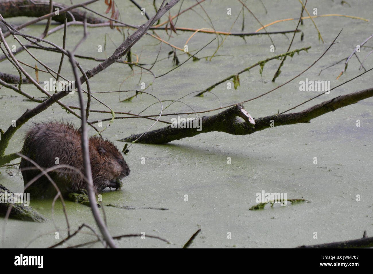 Muskrat in the water Stock Photo - Alamy