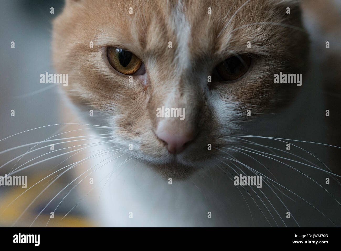 Portrait of a Wise Cat Stock Photo - Alamy