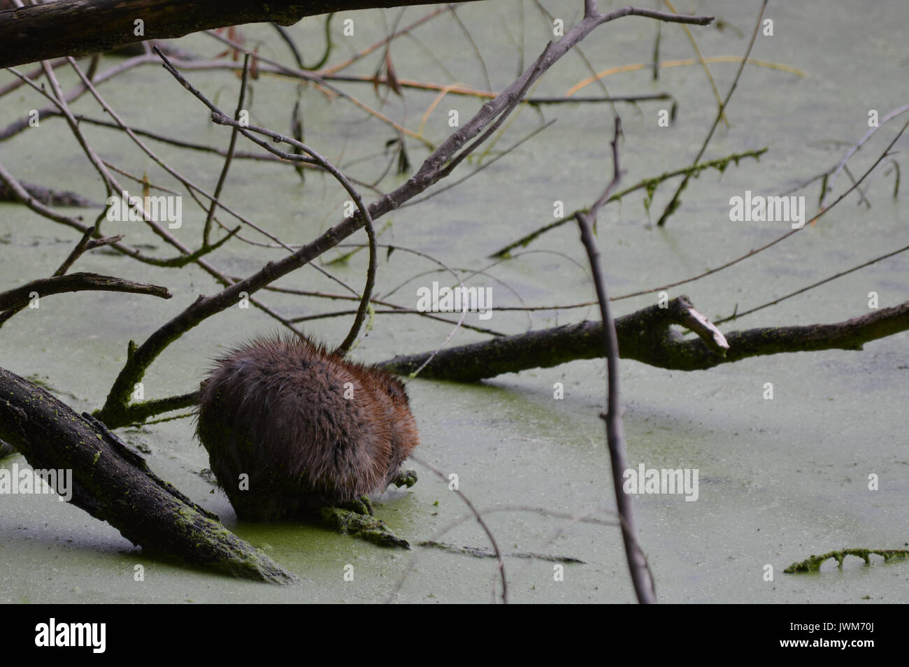 Muskrat in the water Stock Photo - Alamy