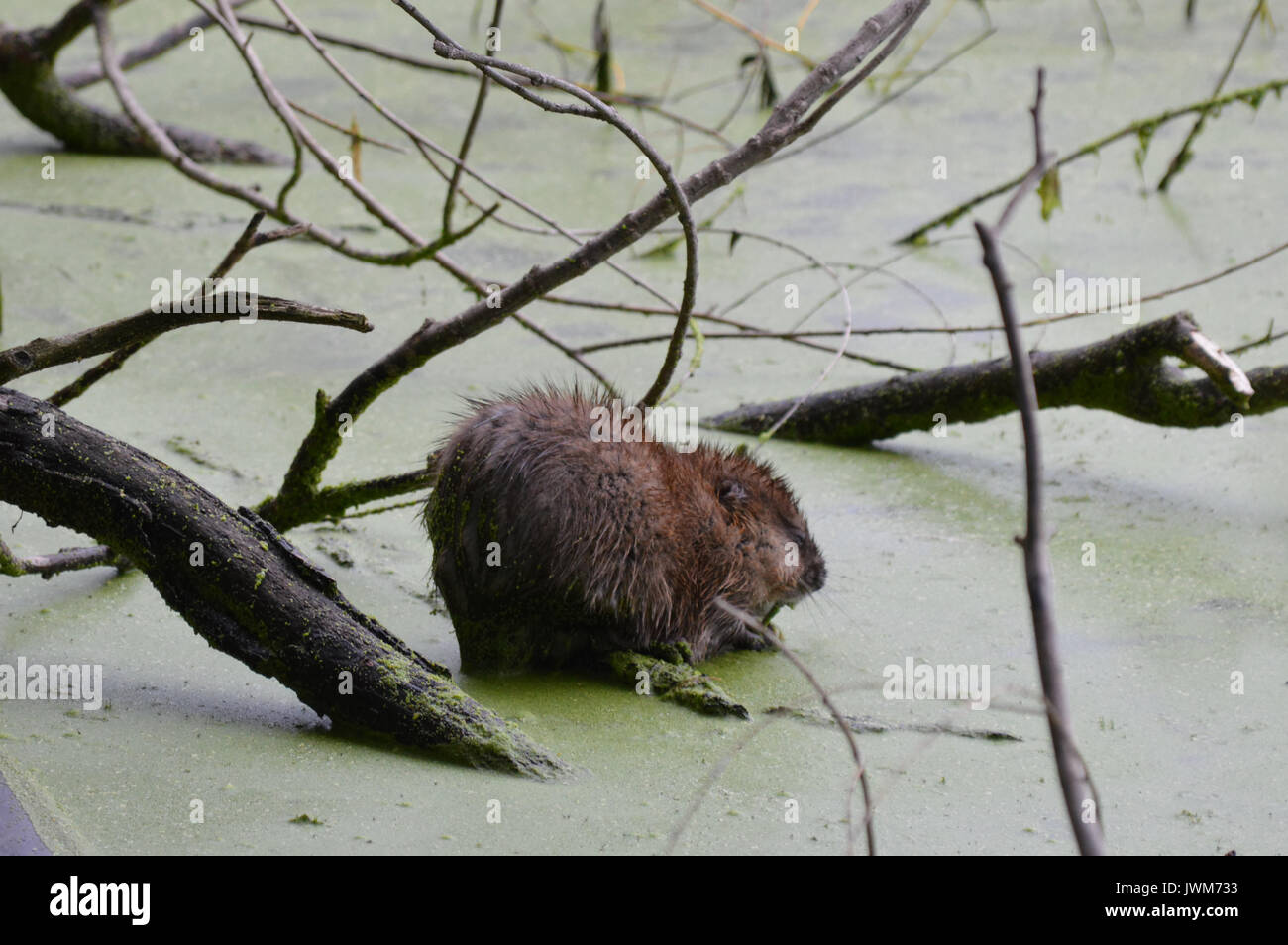 Muskrat in the water Stock Photo - Alamy