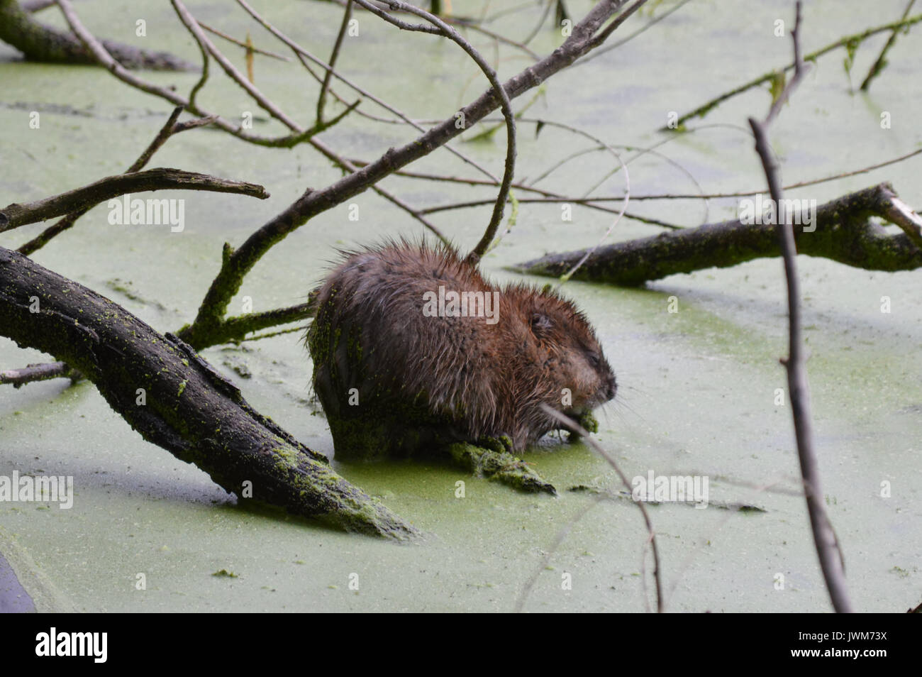 Muskrat in the water Stock Photo - Alamy