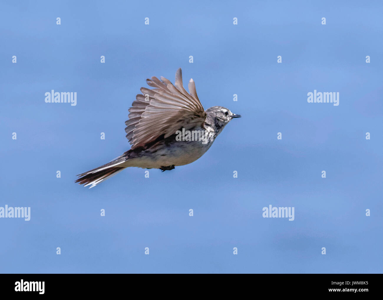 American pipit hi-res stock photography and images - Alamy