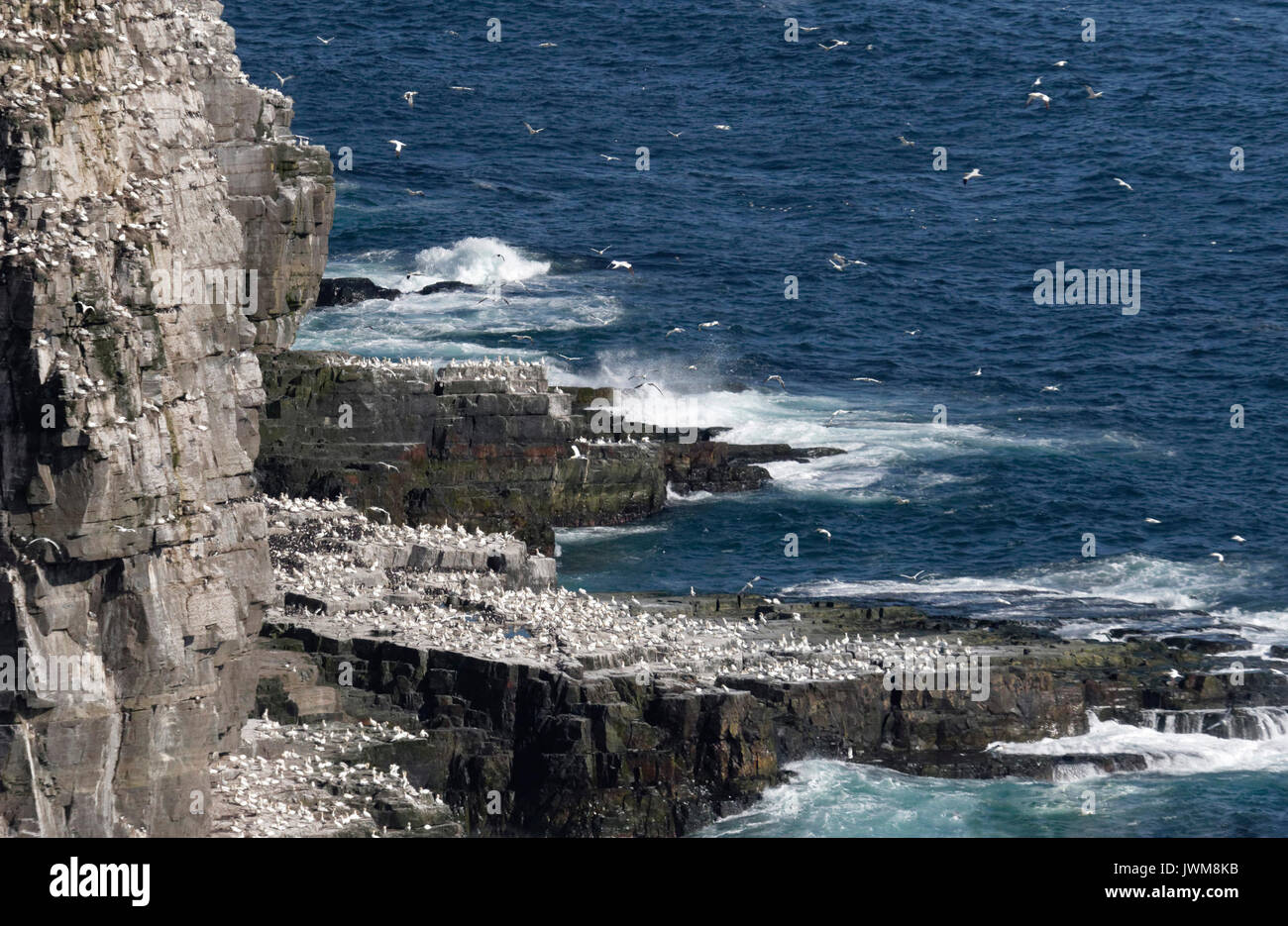 Murre nest babies hi-res stock photography and images - Alamy