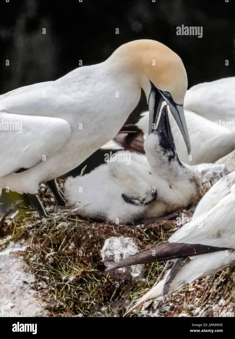 NEWFOUNDLAND IS ONE OF THE PRIME NESTING AREAS FOR THE NORTHERN GANNET ...