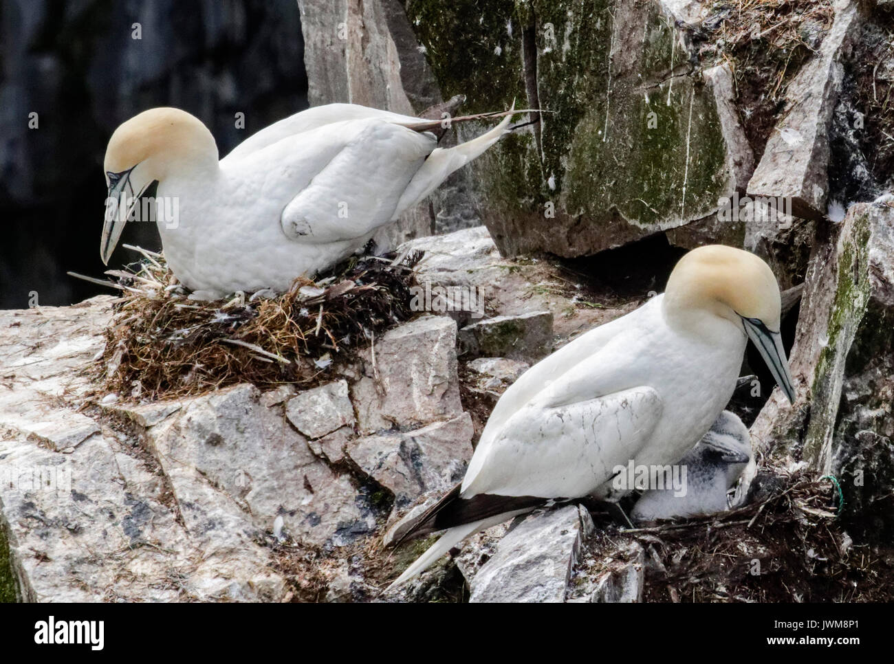 NEWFOUNDLAND IS ONE OF THE PRIME NESTING AREAS FOR THE NORTHERN GANNET ...