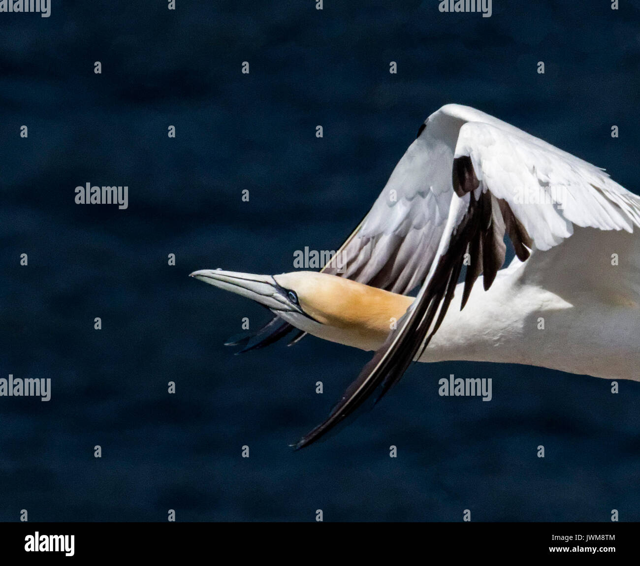 GANNETS FLY OVER OPEN OCEAN AND RARELY OVER LAND. THEY FEED ON FISH ...