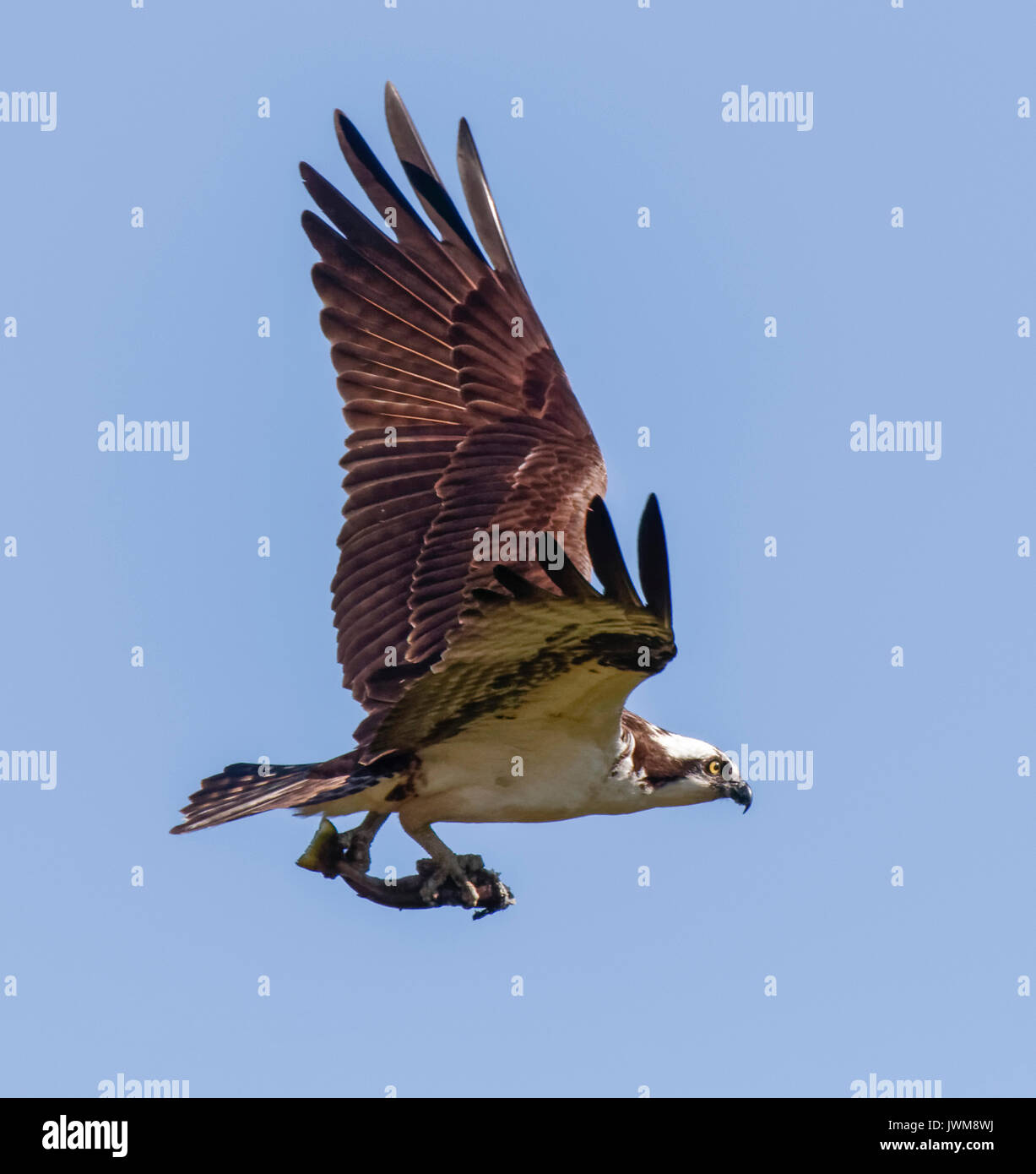 Hunter bringing catch hi-res stock photography and images - Alamy