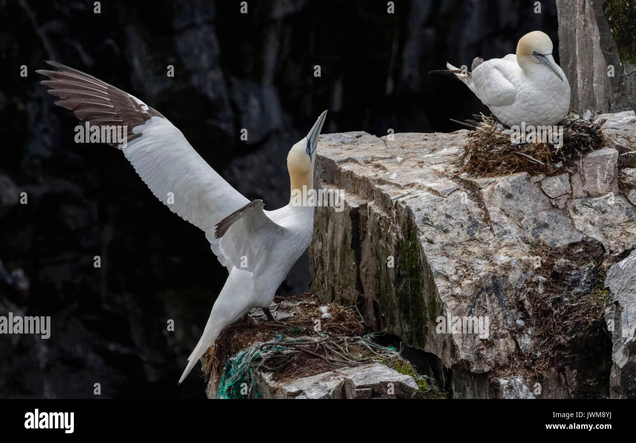 NEWFOUNDLAND IS ONE OF THE PRIME NESTING AREAS FOR THE NORTHERN GANNET ...