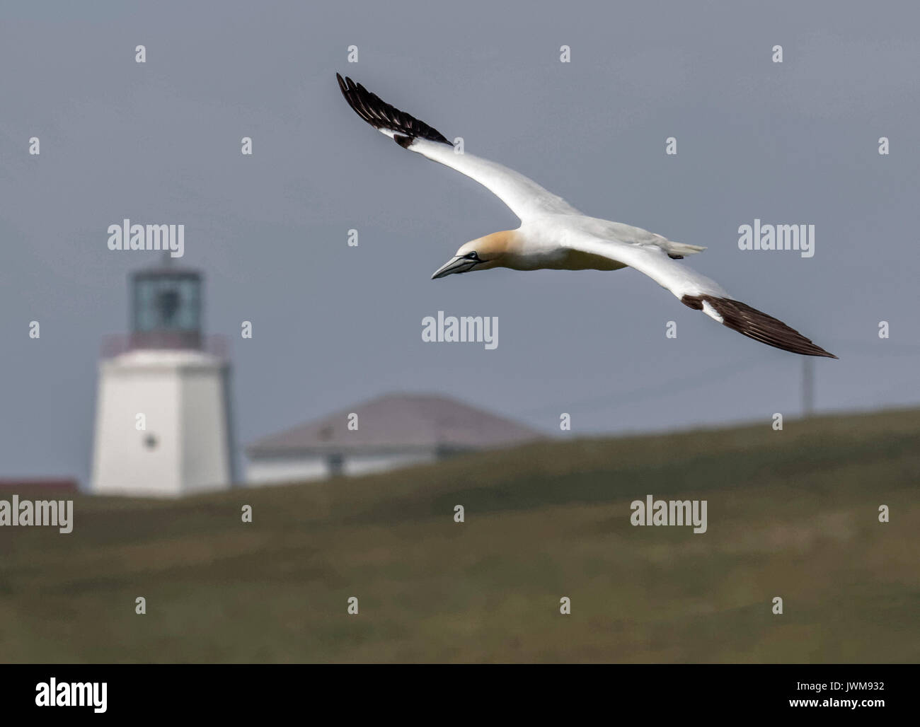 GANNETS FLY OVER OPEN OCEAN AND RARELY OVER LAND. THEY FEED ON FISH ...