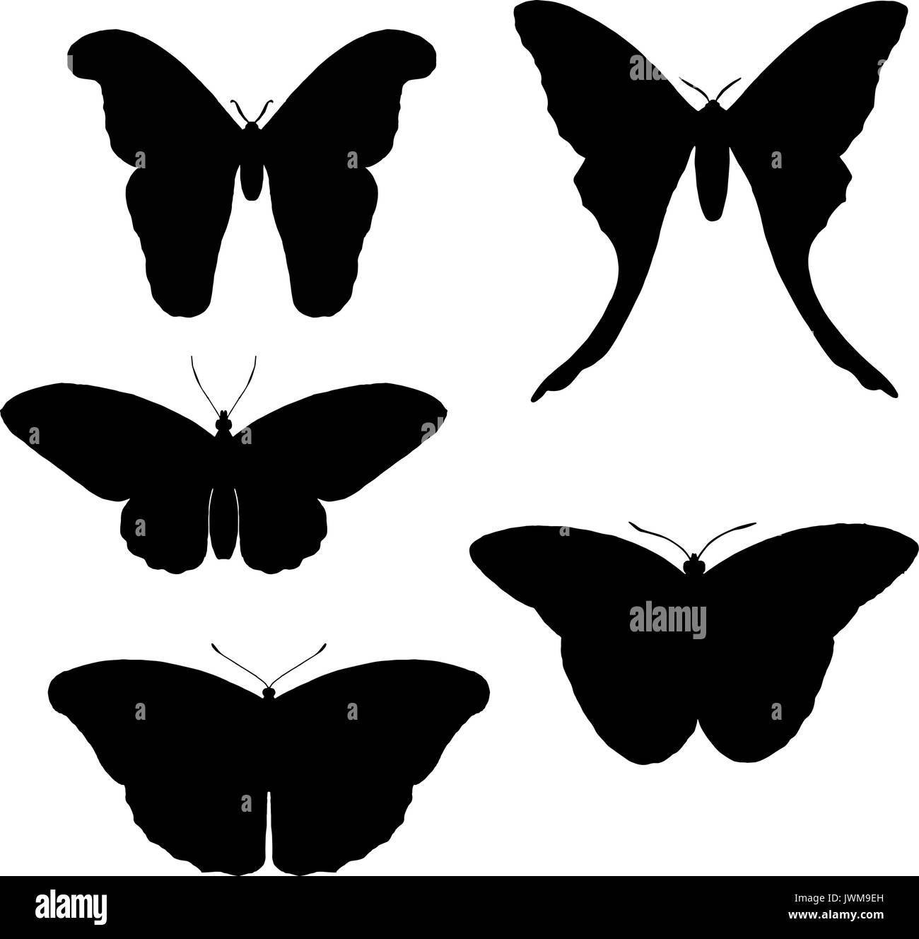Butterfly abdomen Stock Vector Images - Alamy