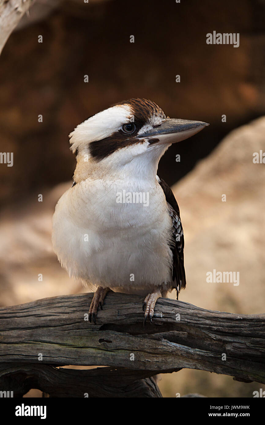 A close-up image of a Laughing Kookaburra Stock Photo - Alamy