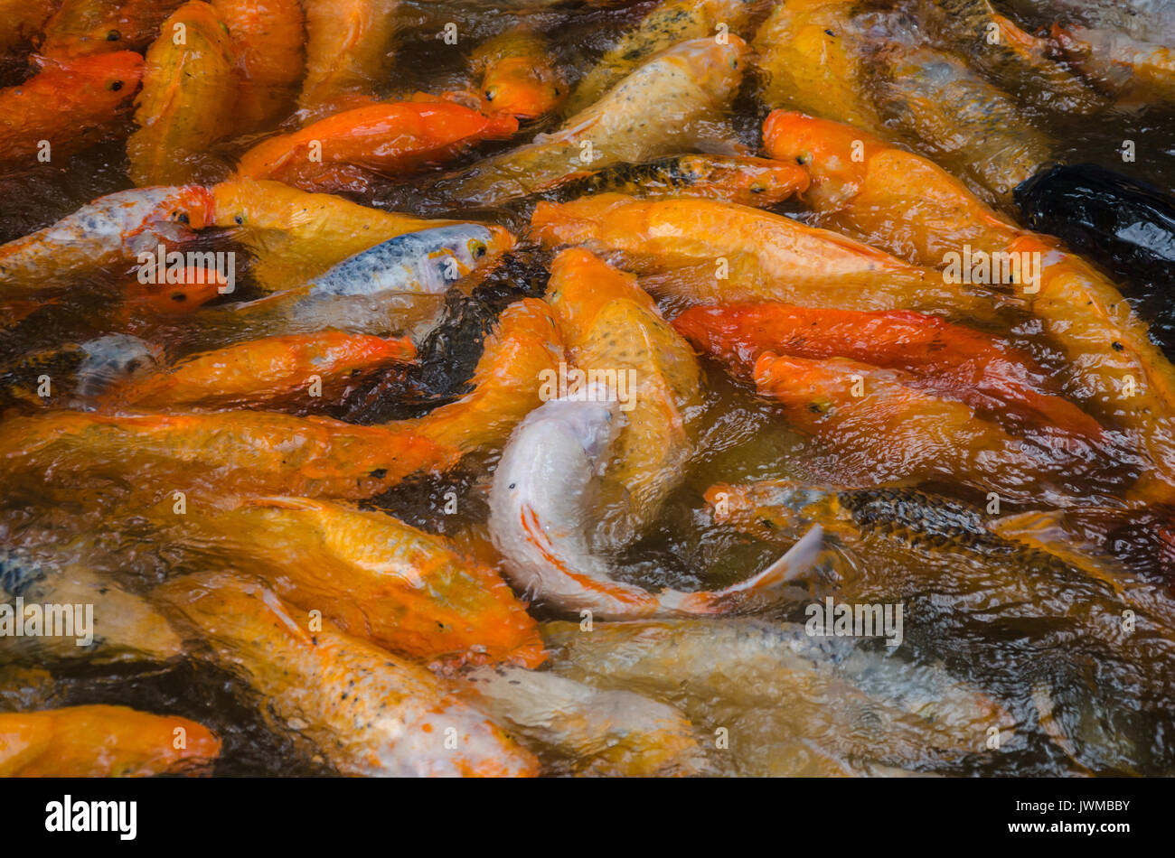 Golden koi carp hi-res stock photography and images - Alamy