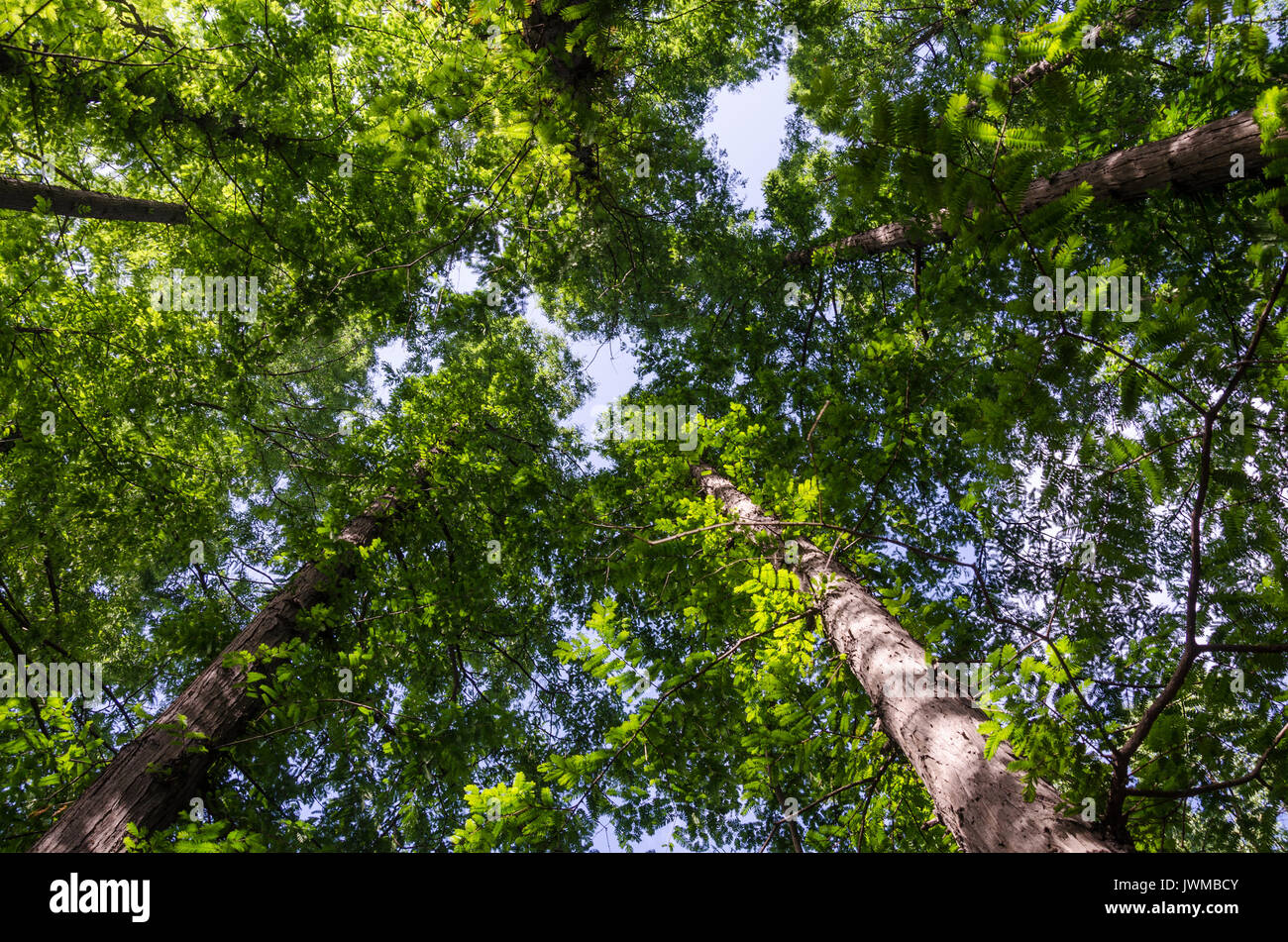 Treetop Canopy High Resolution Stock Photography and Images - Alamy