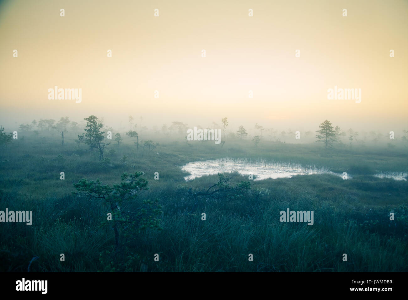 A dreamy swamp landscape before the sunrise. Colorful, misty look ...