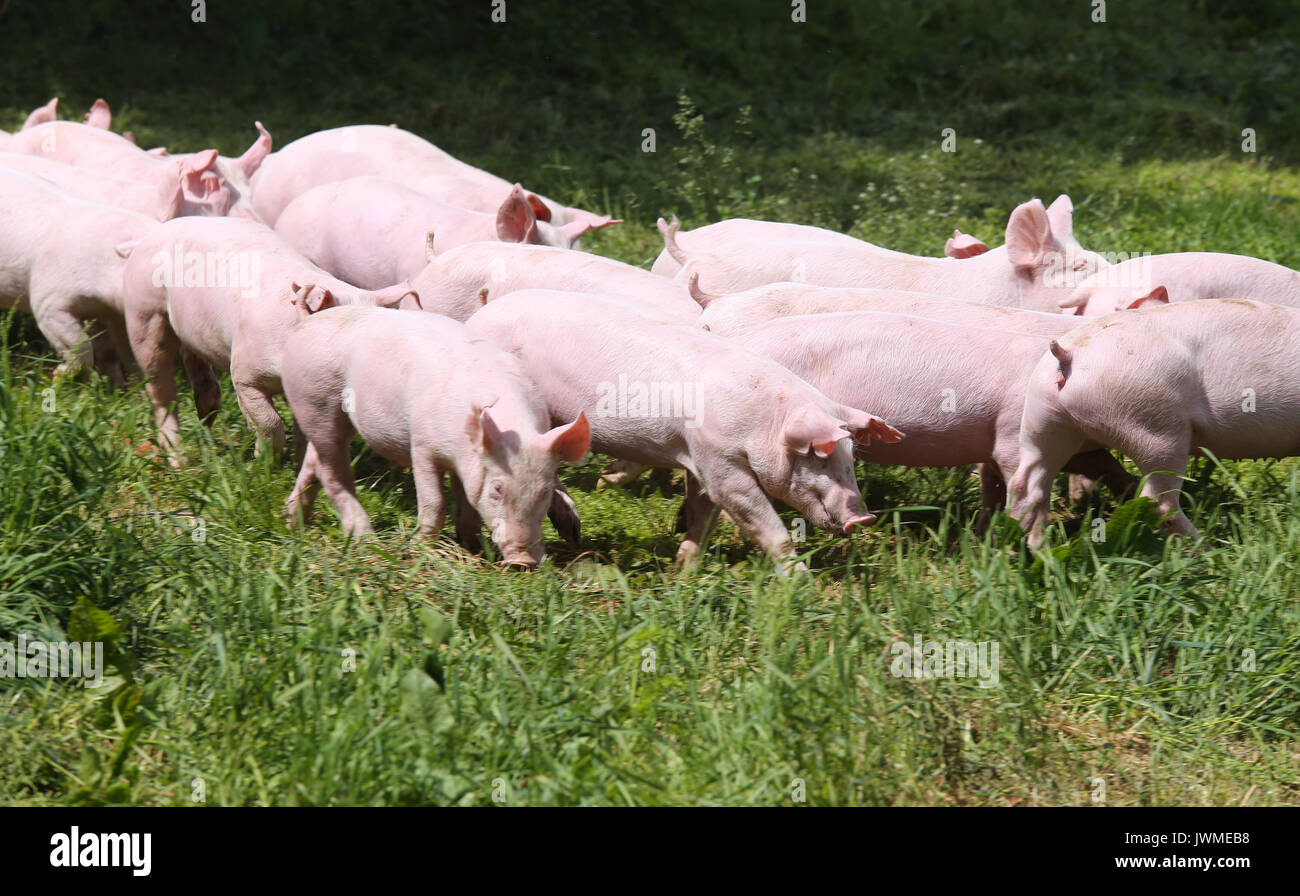 Piglets on industrial pig farm hi-res stock photography and images - Alamy