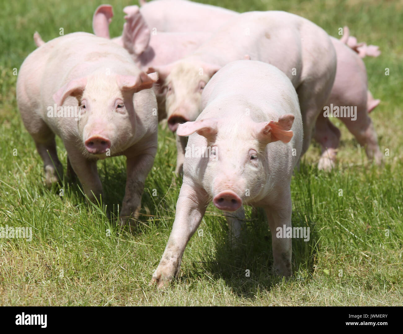 Pigs farming raising breeding in animal farm rural scene Stock Photo ...