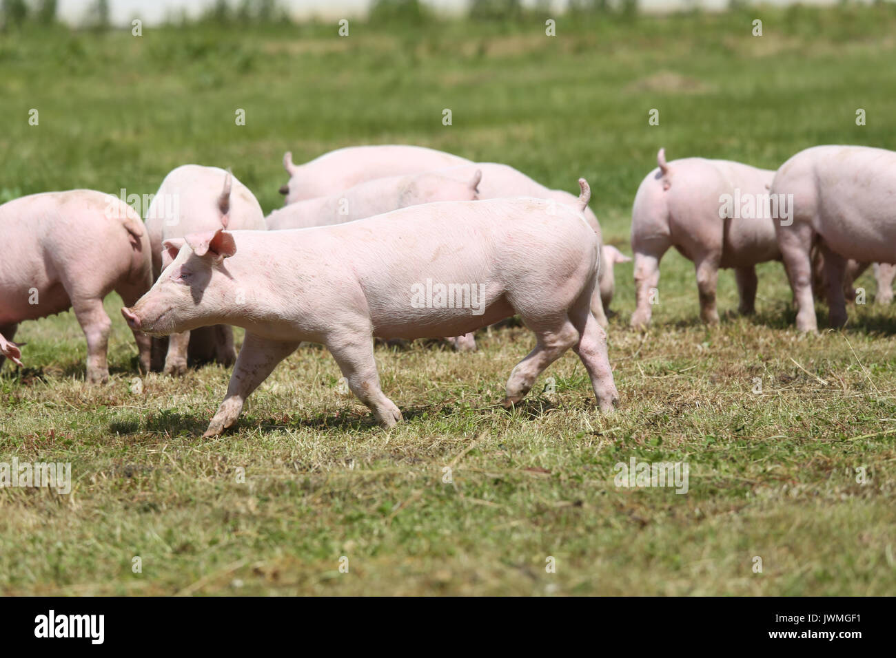 Group of small pigs eating fresh green grass on the meadow Stock Photo ...