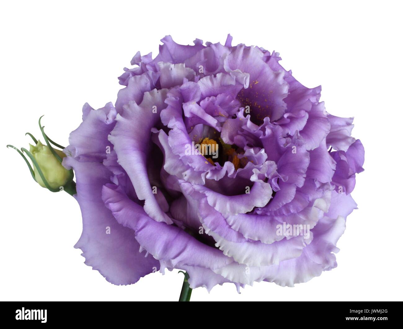 Purple eustoma flowers isolated on white background Stock Photo - Alamy