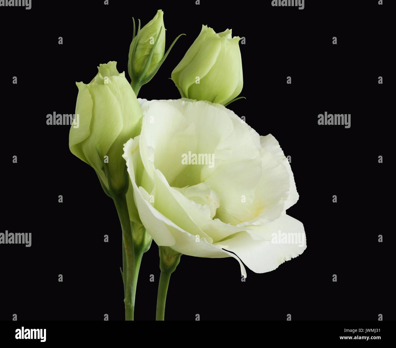 White eustoma flowers isolated on black background Stock Photo - Alamy