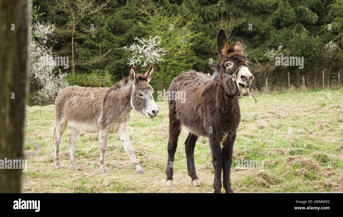 Donkey reflection hi-res stock photography and images - Alamy