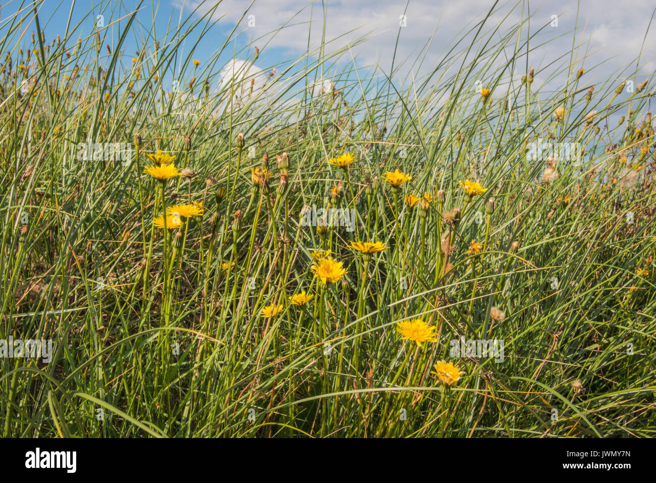 Field of Wildflowers in Ireland Stock Photo - Alamy