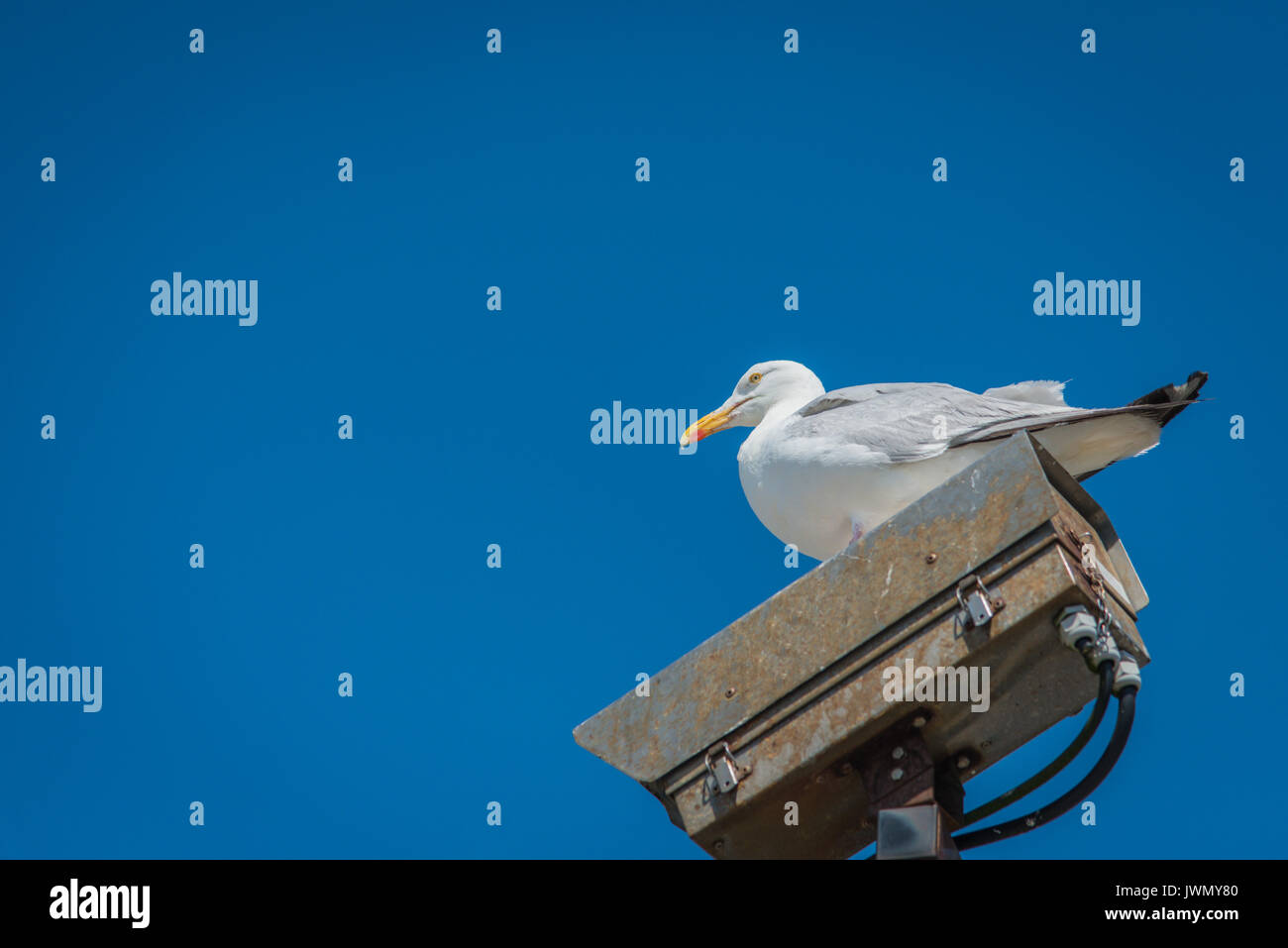 bird watching on camera Stock Photo - Alamy