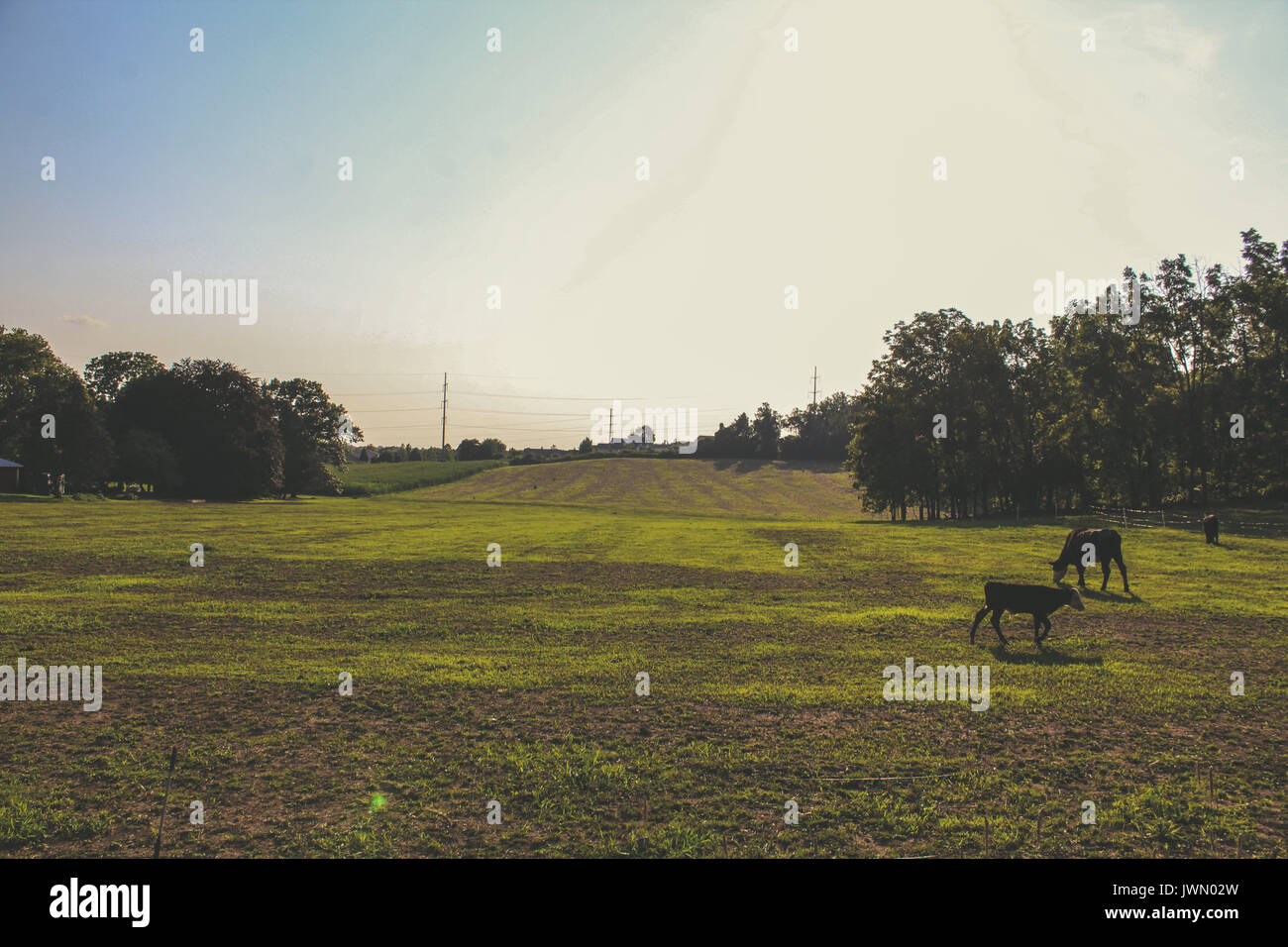 Farm crop animals hi-res stock photography and images - Alamy