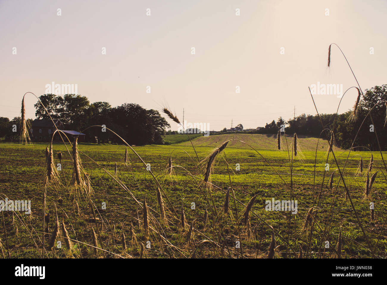 Cow pasture grass open field hi-res stock photography and images - Alamy
