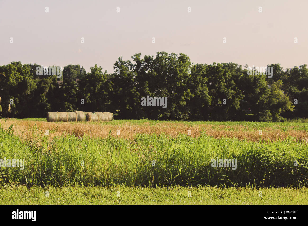 Open cow farm hi-res stock photography and images - Alamy