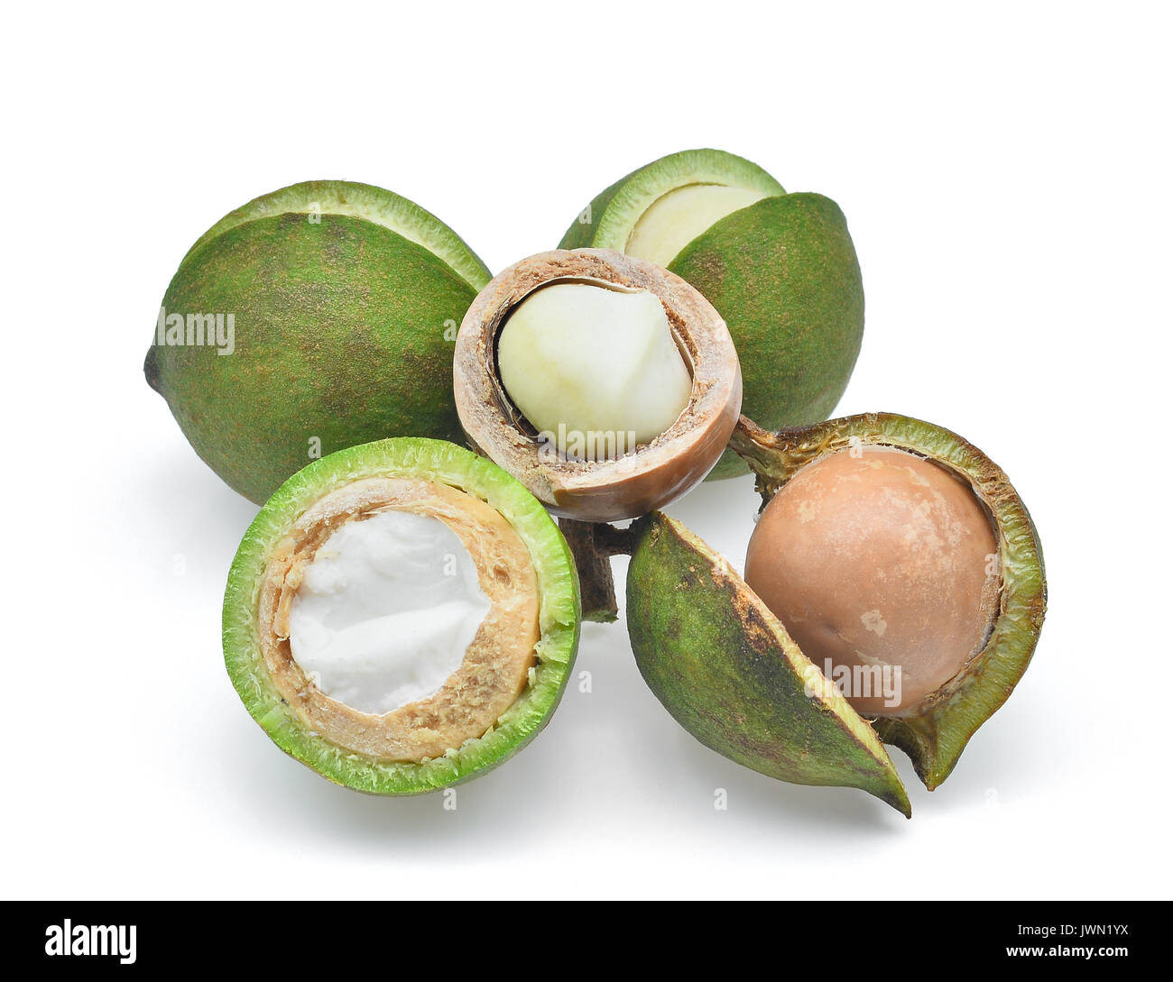 macadamia isolated on white background Stock Photo - Alamy