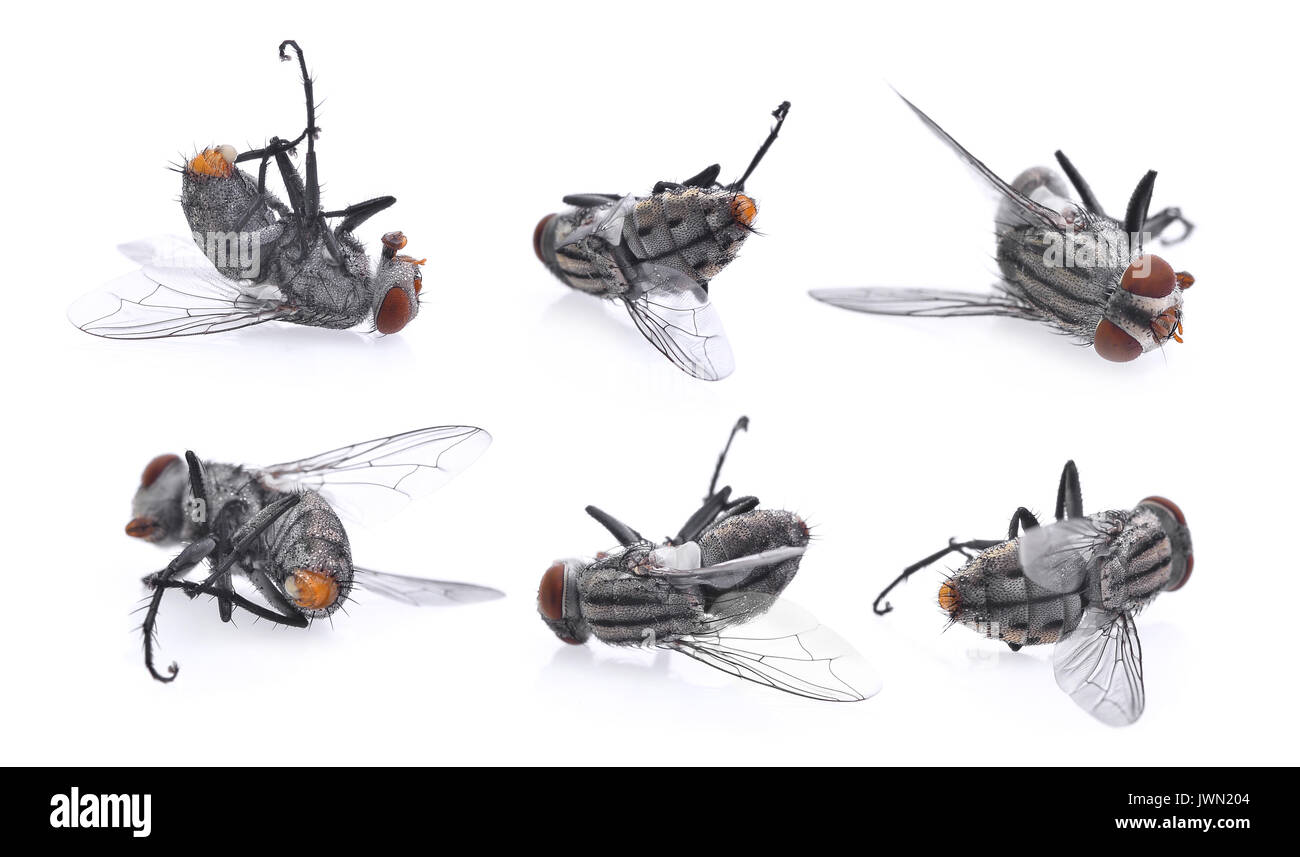 set of dead flies isolated on white background Stock Photo - Alamy