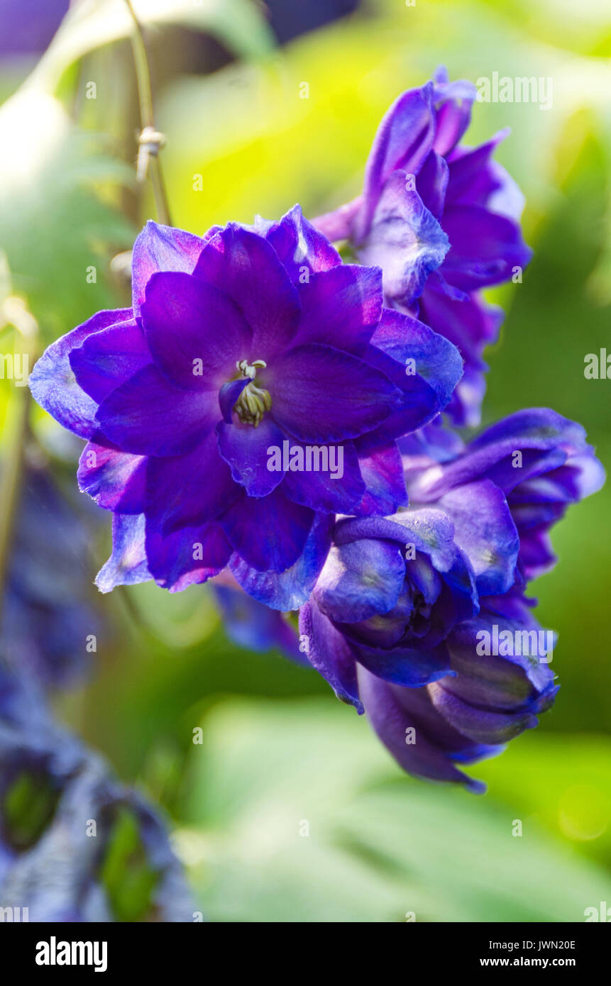 Deep blue and purple delphinium flowers, Maine Stock Photo - Alamy