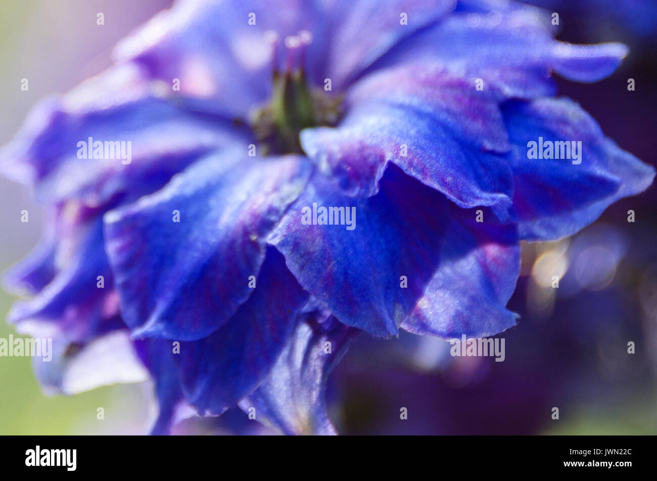 Deep blue and purple delphinium flowers, Maine Stock Photo - Alamy