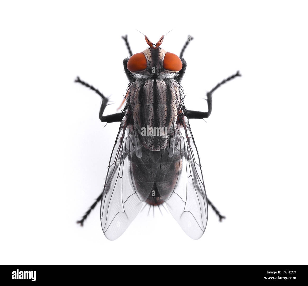 top view of fly isolated on white background Stock Photo - Alamy