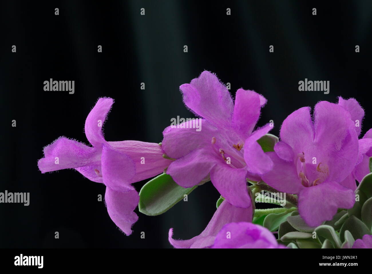 Blue Texas Ranger flowers against black satin is elegant horizontal ...