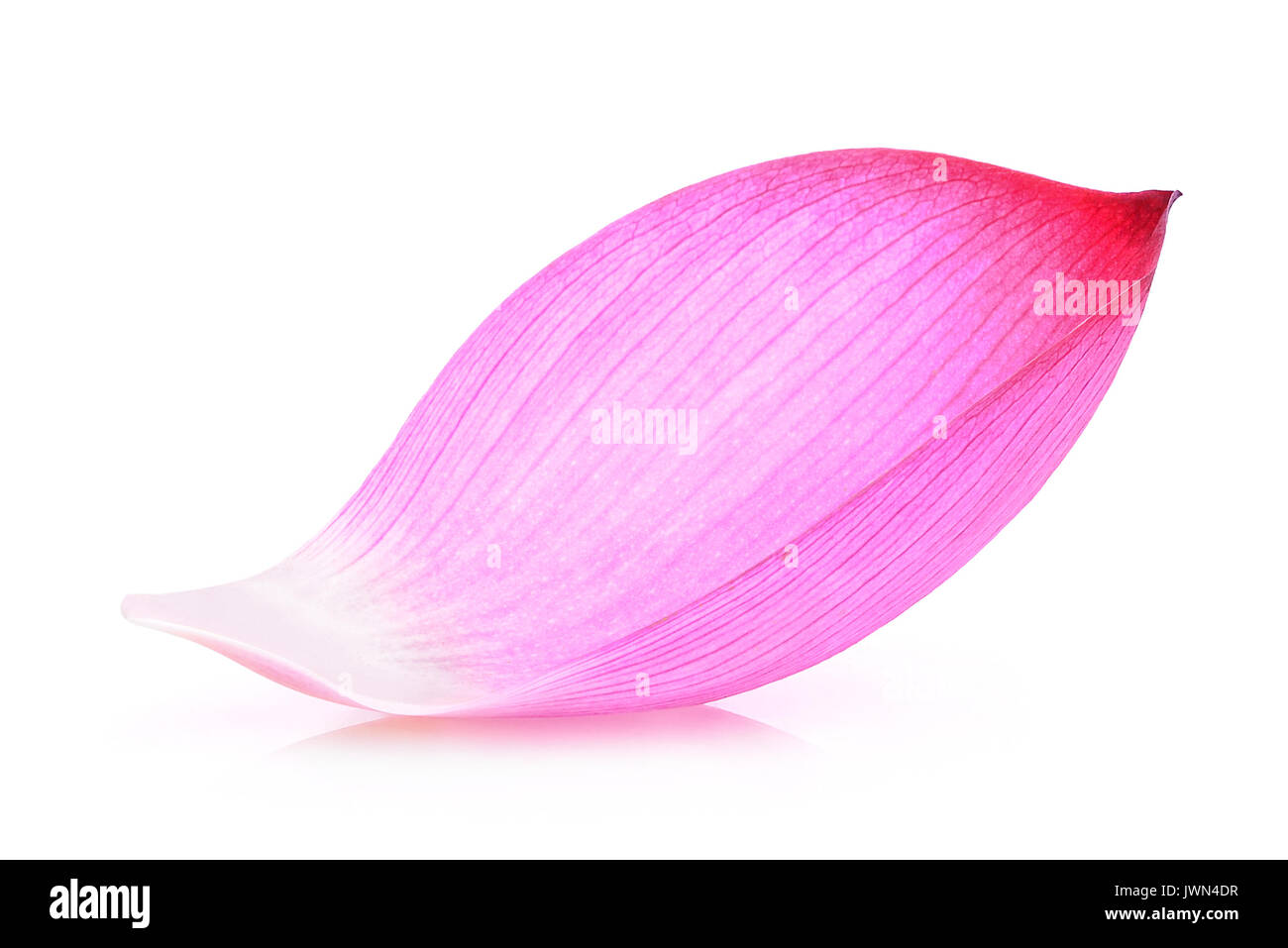 Closeup of lotus petal isolated on white background Stock Photo - Alamy