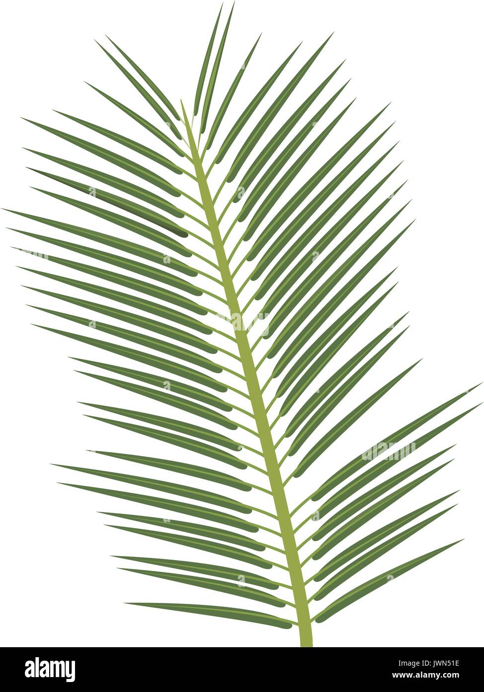 tropical palm leave jungle leaf floral vector illustration Stock Vector ...