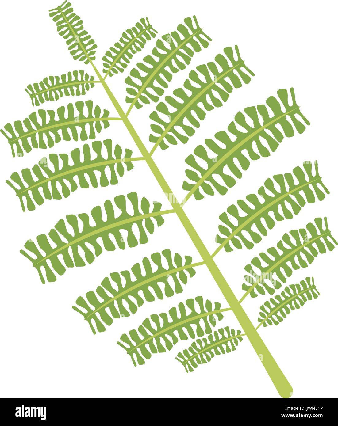 branch and leaves of tropical plants fronds isolated on white ...