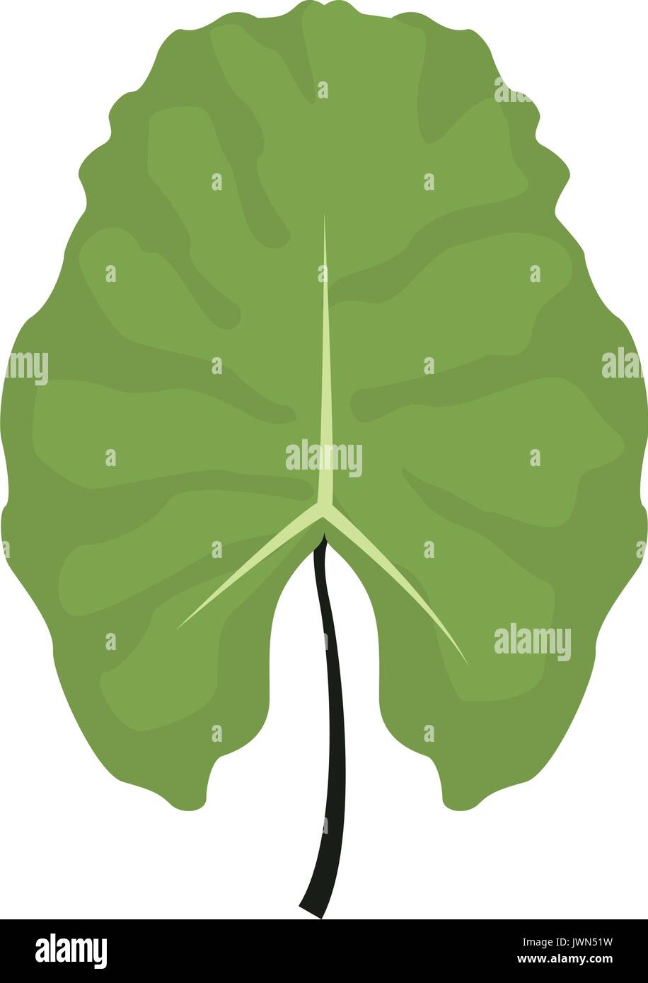 nature leave foliage botanical image isolated on white background ...