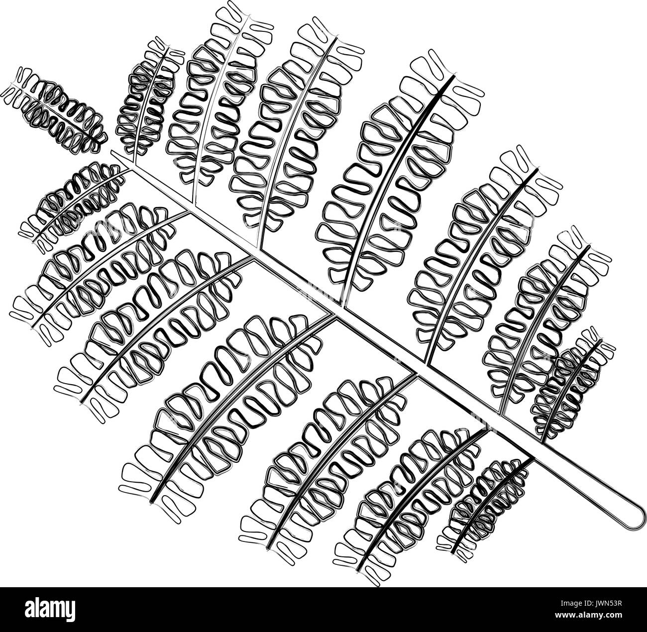 branch and leaves of tropical plants fronds isolated on white ...