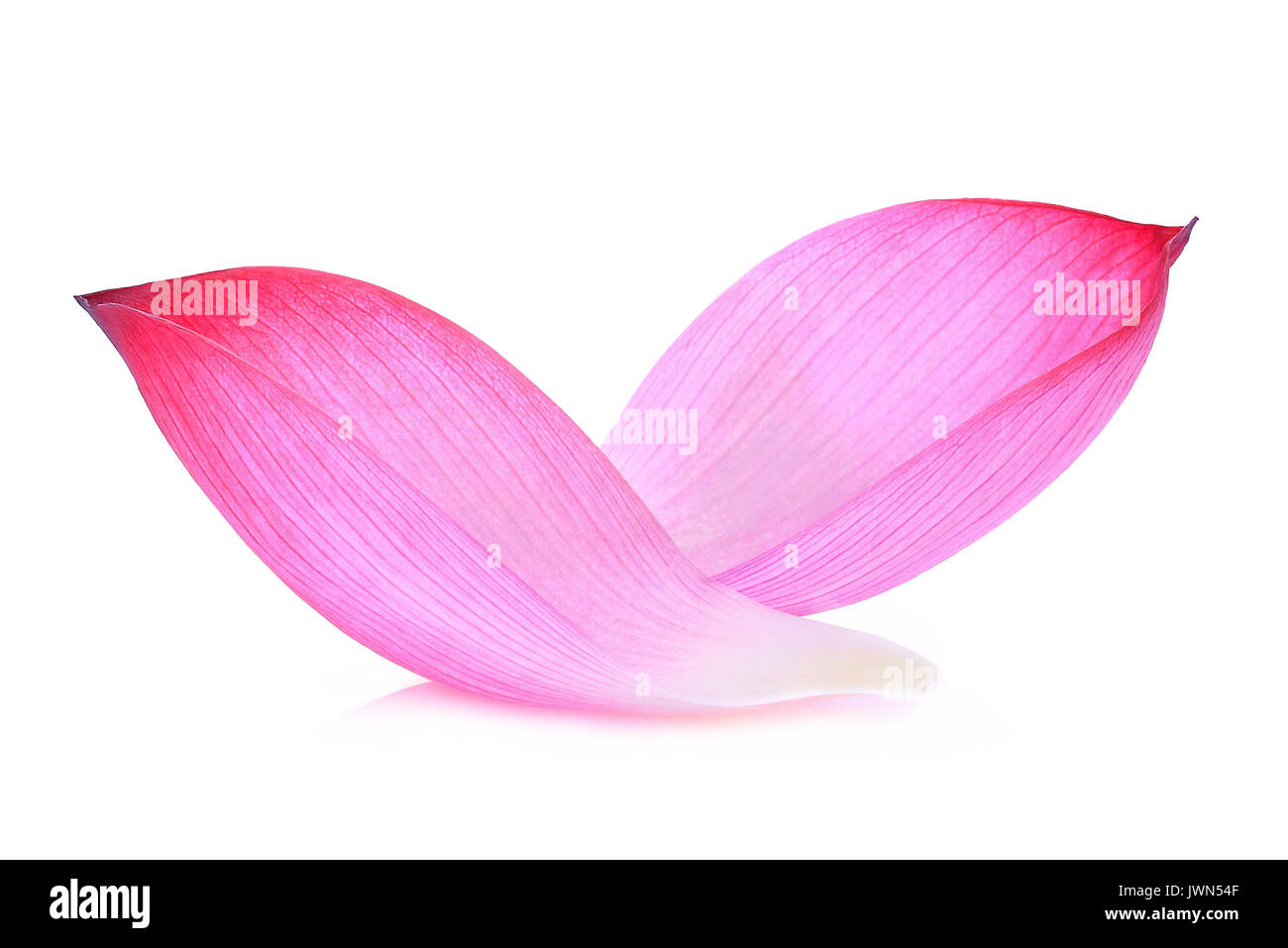 Closeup of lotus petal isolated on white background Stock Photo - Alamy