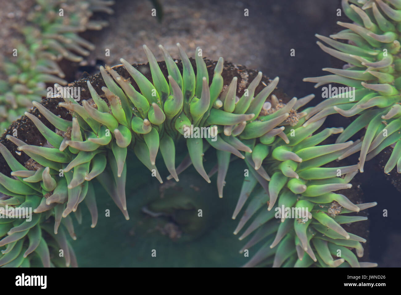 Tentacles of Sea Anemone Under Water of Ocean Stock Photo - Alamy