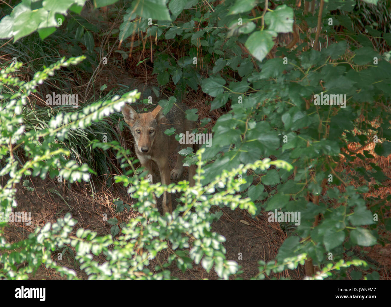 Red wolves canis rufus hi-res stock photography and images - Alamy