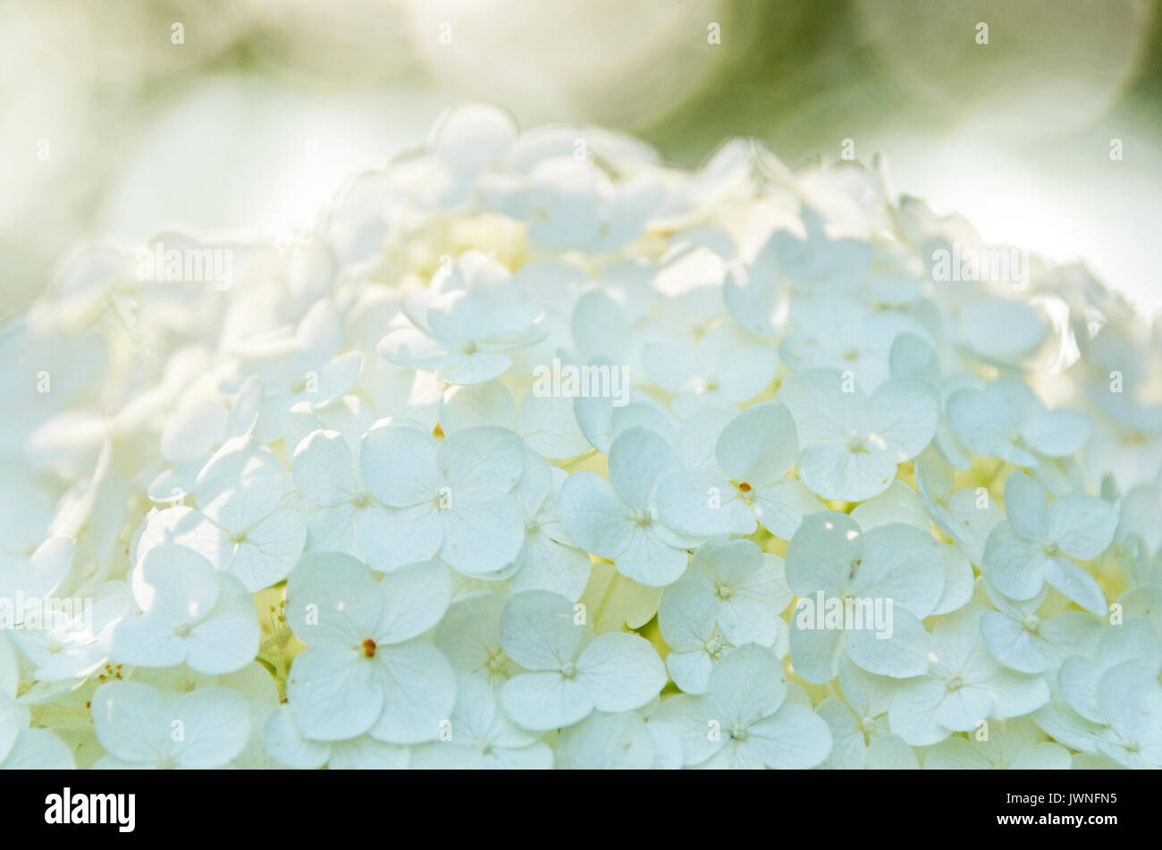 New england hydrangeas hi-res stock photography and images - Alamy