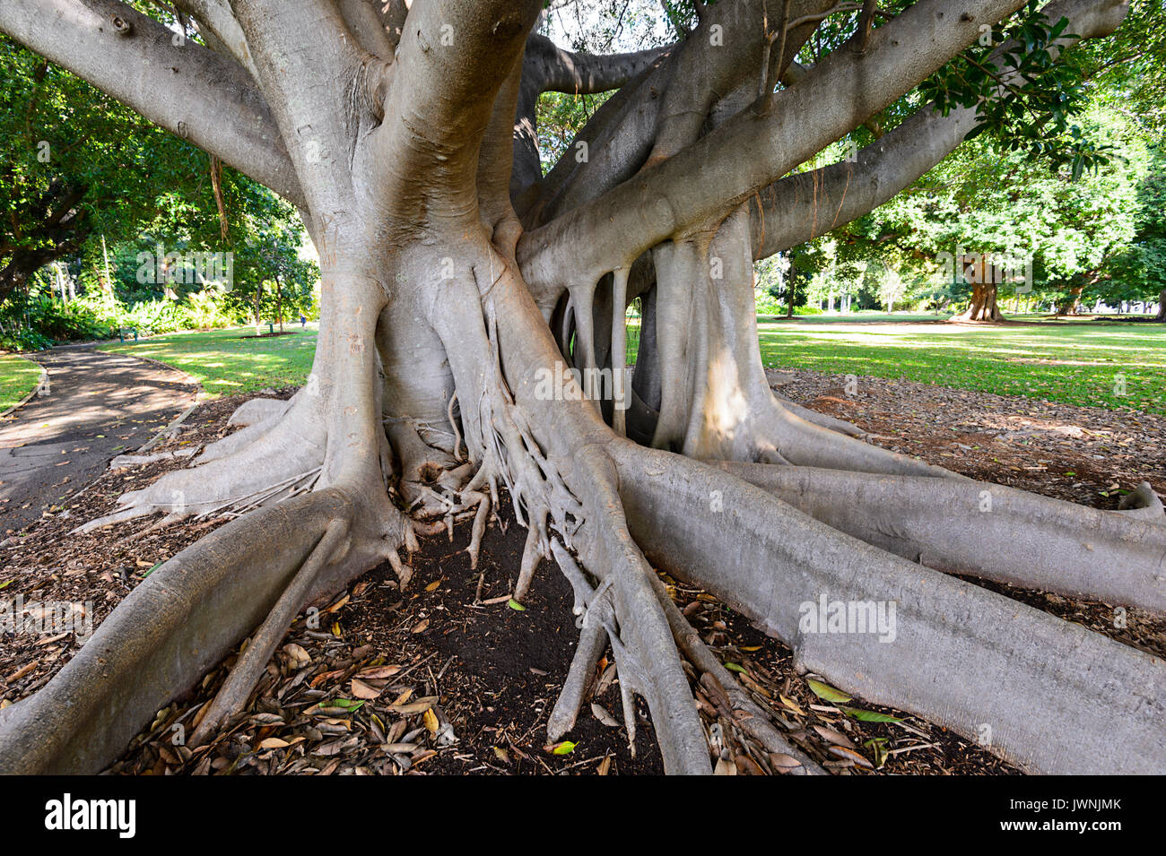 Huge Banyan tree with buttress roots at Queen's Park Botanic Garden ...