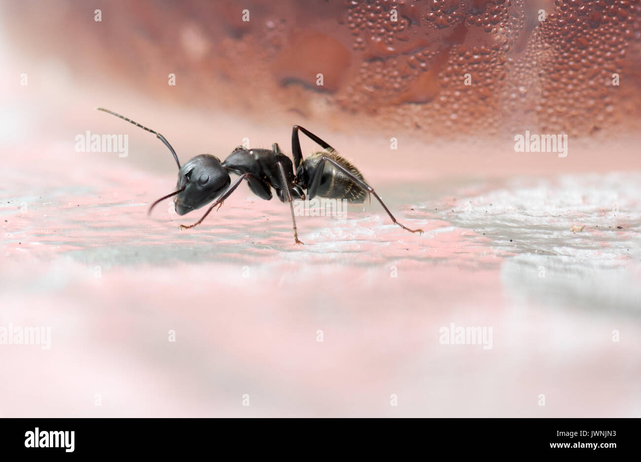 Macro view of a single ant standing sideways in condensation with ...