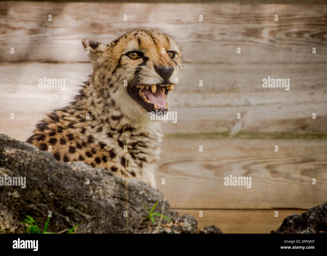 Cheetah in captivity in a zoo exhibit snarling at the camera from ...